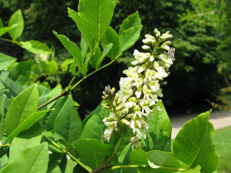 Maackia chinensis | Arboretum De Nieuwe Ooster