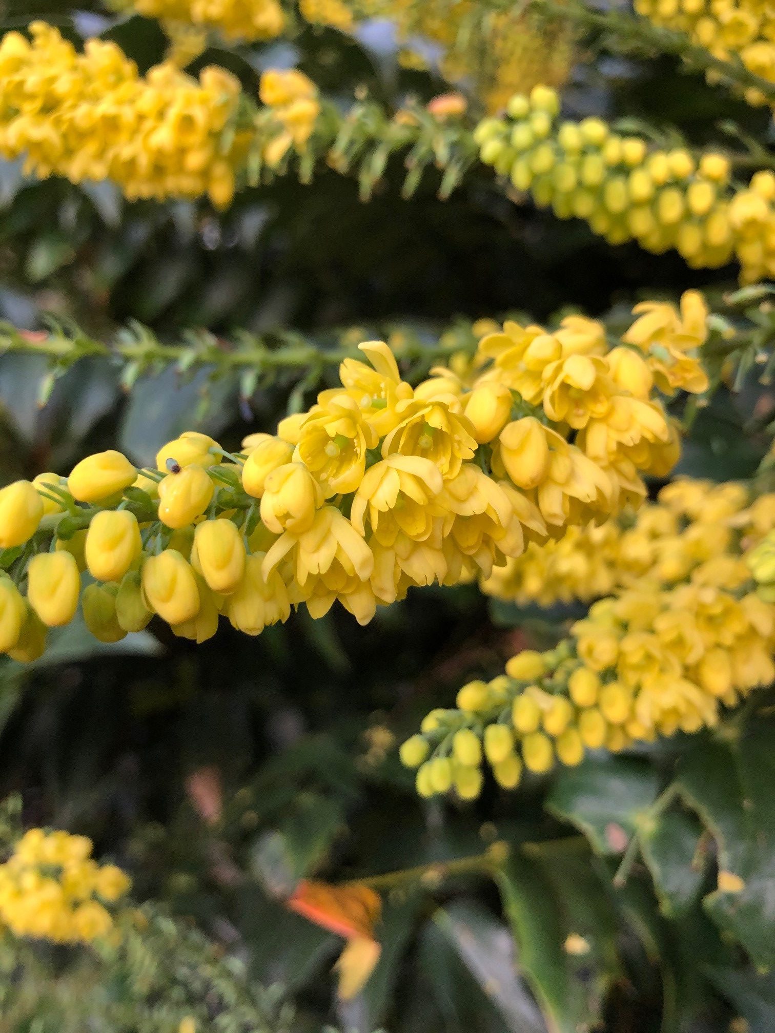 Mahonia x media | Arboretum De Nieuwe Ooster