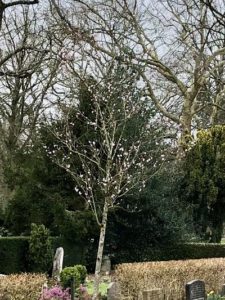 Prunus dulcis ‘Robijn’ | Arboretum De Nieuwe Ooster