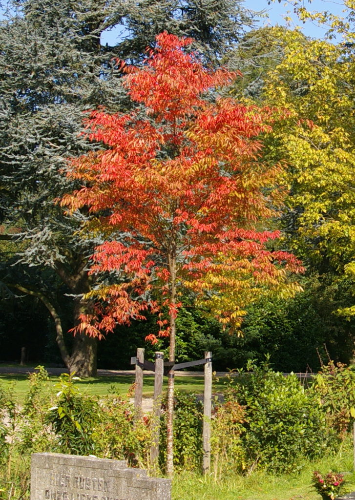 Zelkova serrata ‘Village Green’ | Arboretum De Nieuwe Ooster