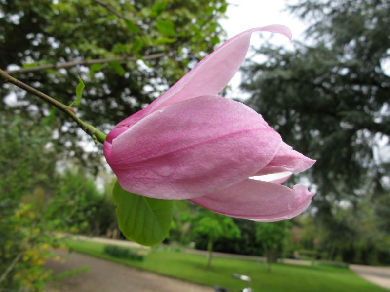 Magnolia ‘Spectrum’ | Arboretum De Nieuwe Ooster