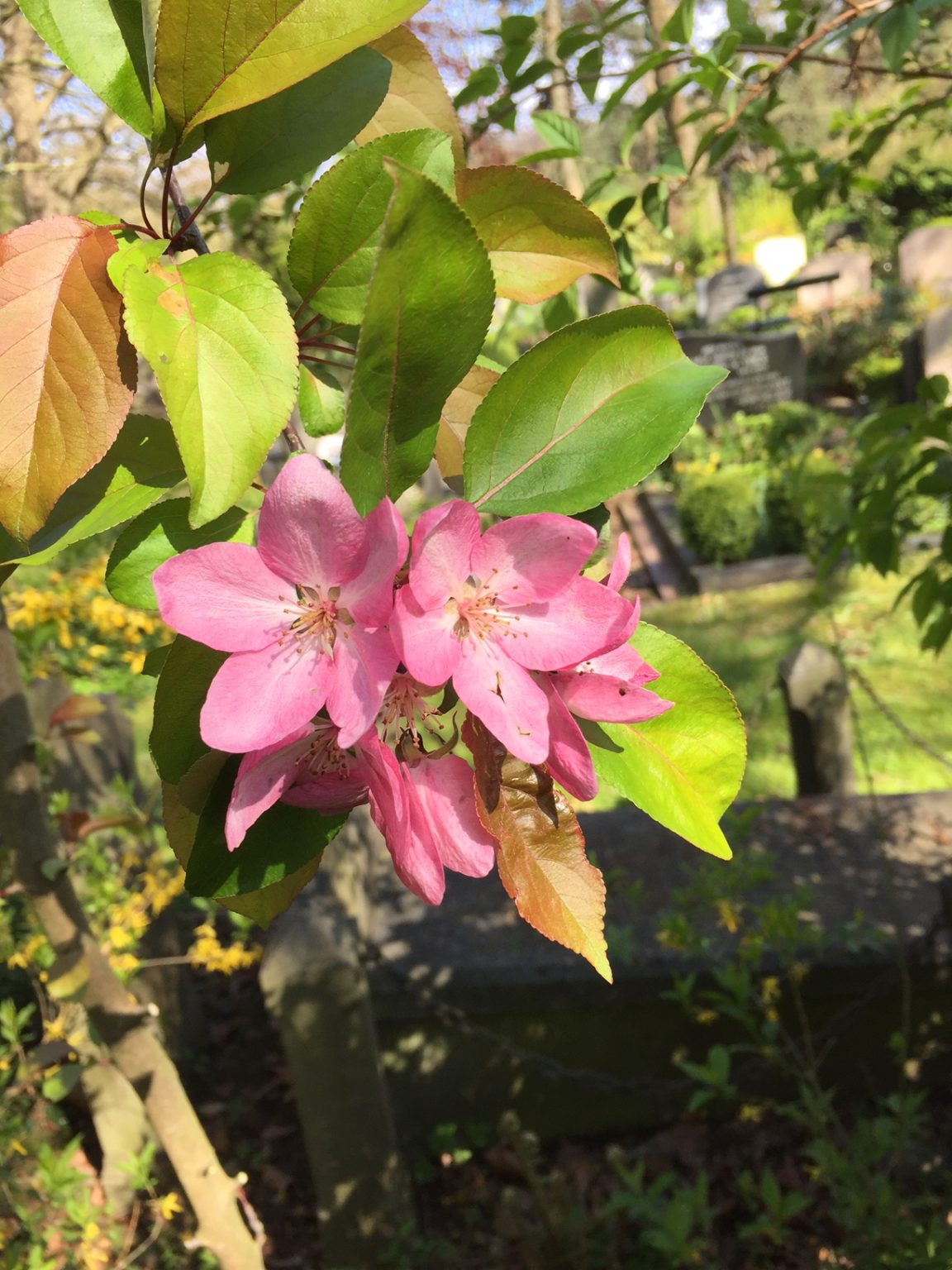 Malus ‘Ola’ vak 20 (2) | Arboretum De Nieuwe Ooster