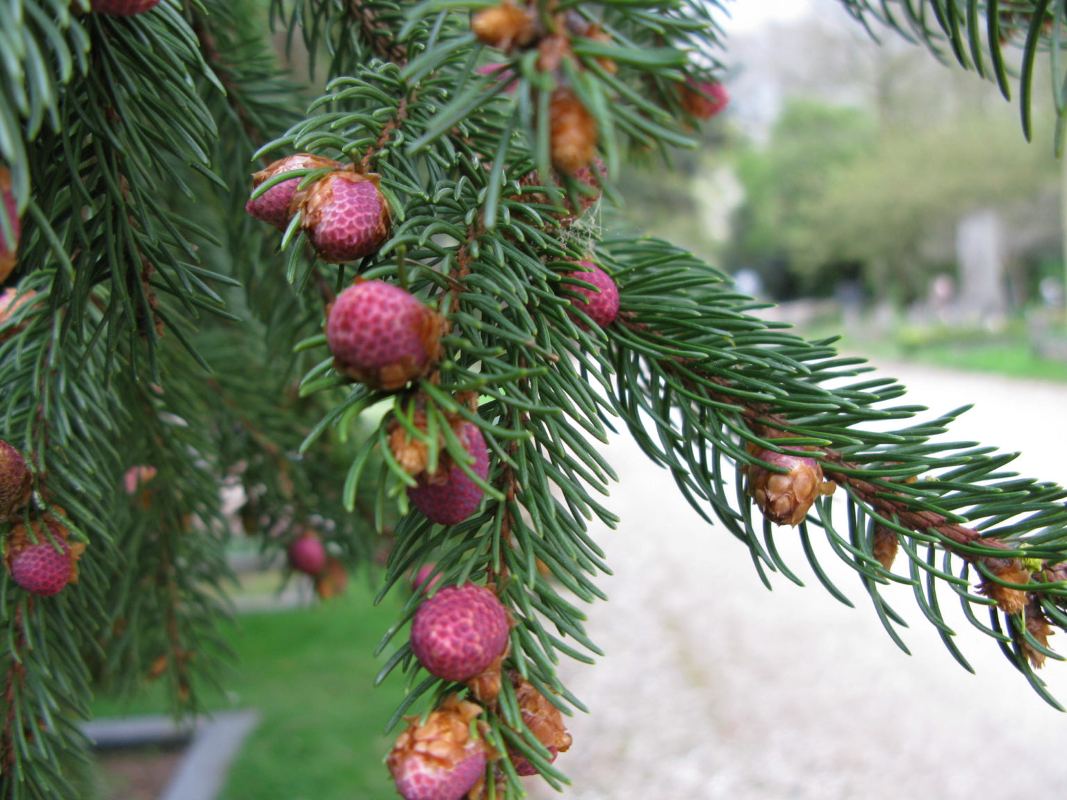 Picea abies | Arboretum De Nieuwe Ooster
