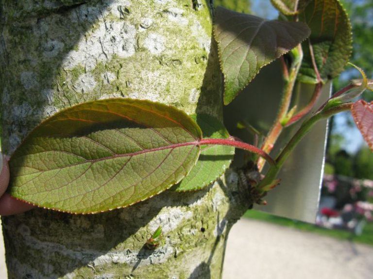 Populus szechuanica | Arboretum De Nieuwe Ooster